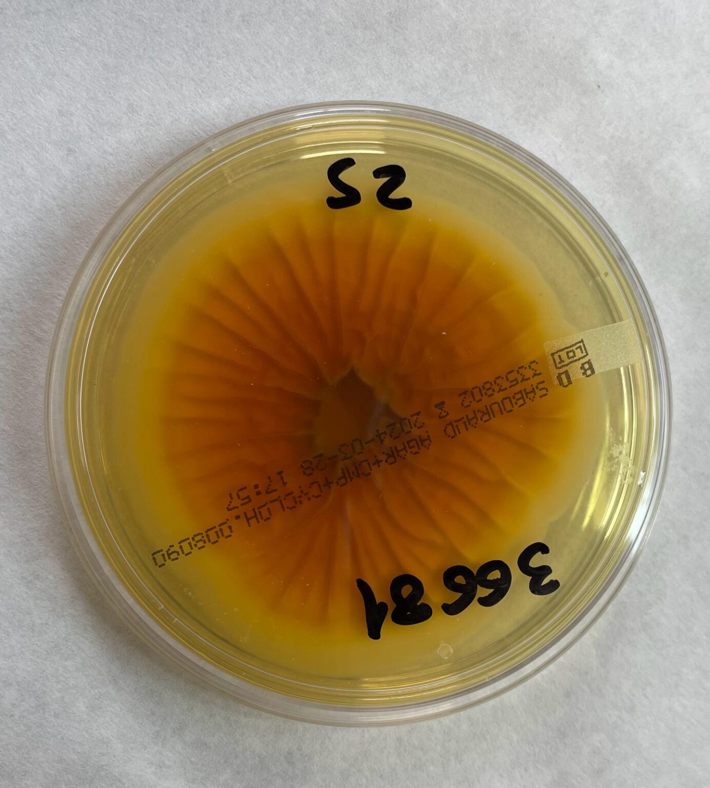 T.rubrum variedad amarilla dorso – SOCALEMI